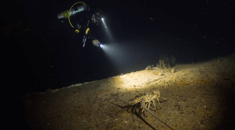 Top Tips for Night Diving | Dive Andaman