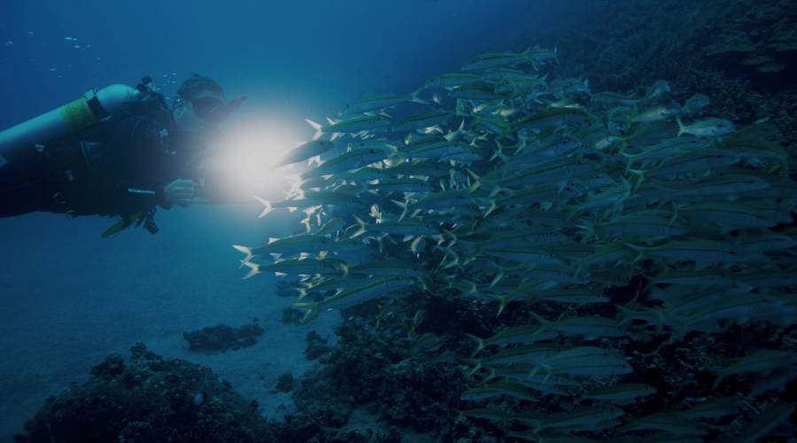 Top Tips for Night Diving | Dive Andaman