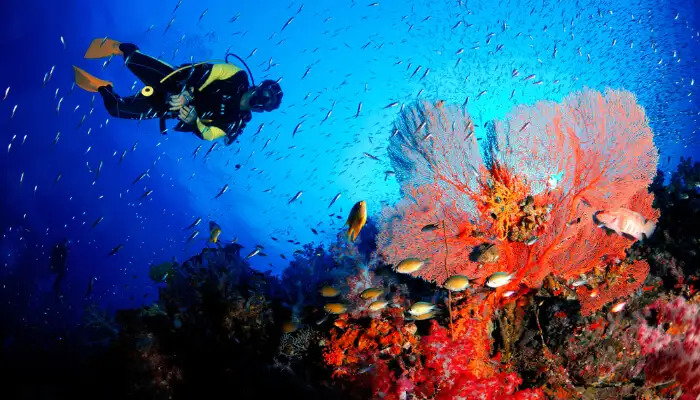 Snorkelling at Nemo Beach (Swaraj Dweep) | Dive Andaman