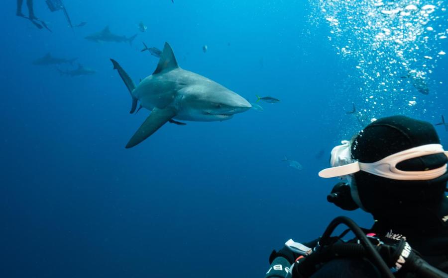Budget-Friendly Scuba Diving Tips in Andaman Islands